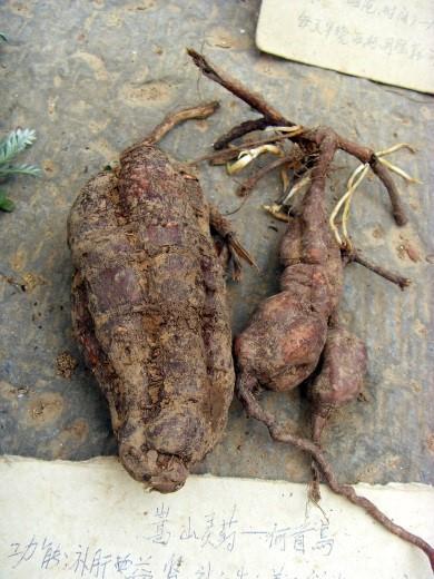 Radix Polygoni Multiflori / Fleeceflower root / 何首烏 / he shou wu