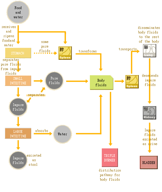 Body Fluids from a TCM Perspective