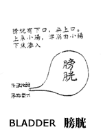 Bladder Functions from a TCM Perspective