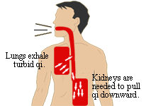 The Kidney's Relationship With The Lungs - TCM Principles