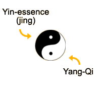 Understanding Kidney Yin and Kidney Yang