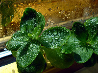 Dampness Evil in Chinese Medicine