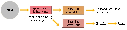 Kidneys Rule Water - TCM Principles