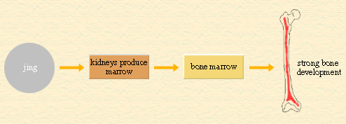 Kidneys Rule Bones - TCM Principles