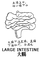 Large Intestine Functions from a TCM Perspective
