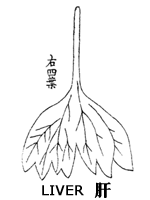 Liver Functions from a TCM Perspective