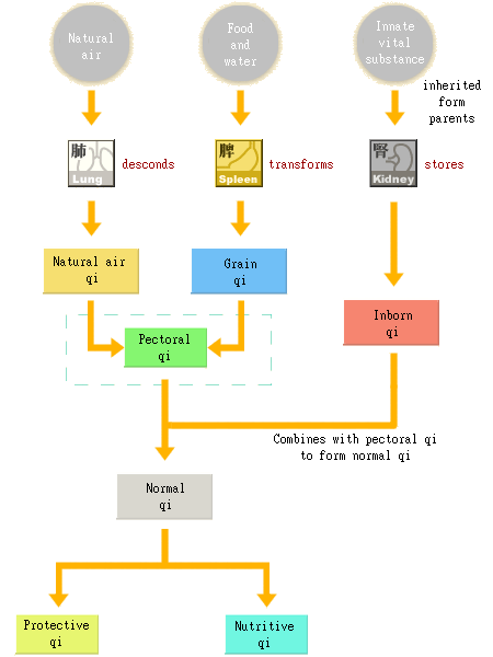 Qi (vital Energy) from a TCM Perspective