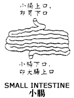 Small Intestine Functions from a TCM Perspective