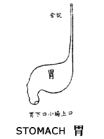 Stomach Functions from a TCM Perspective