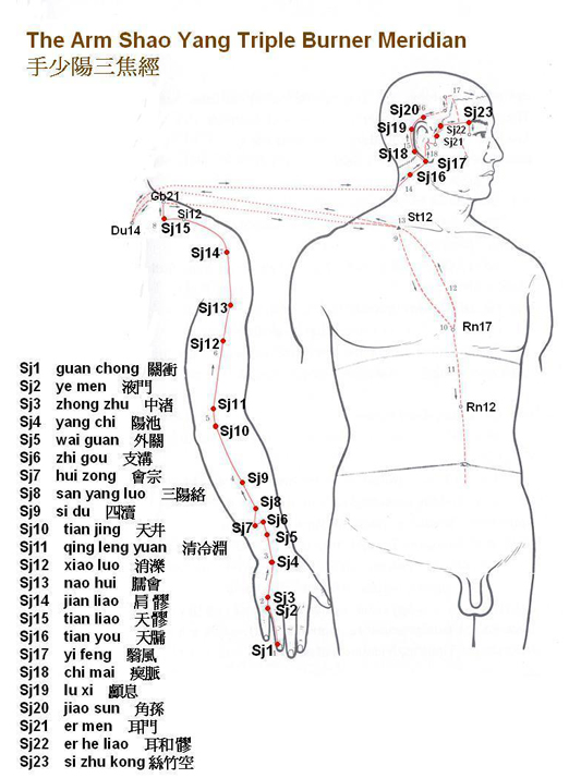 Arm Shao Yang Triple Burner Meridian (TE)