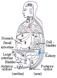 How TCM Kidneys Affect The Fu-organs - TCM Principle