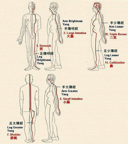 Twelve Regular Meridians in Acupuncture Treatment